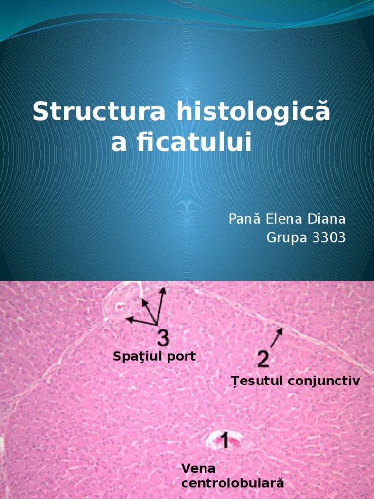 Structura Histologică A Ficatului | PDF