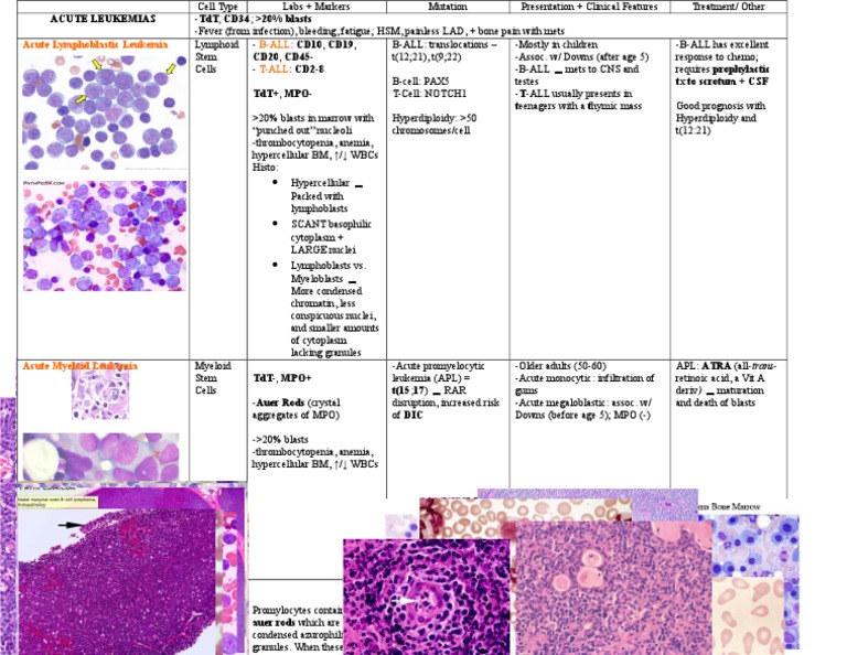 Chart - WBC Disorders | Leukemia | White Blood Cell