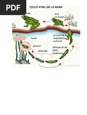 Hoja De Trabajo Sobre El Ciclo De Vida De Una Rana Para Imprimir Gratis