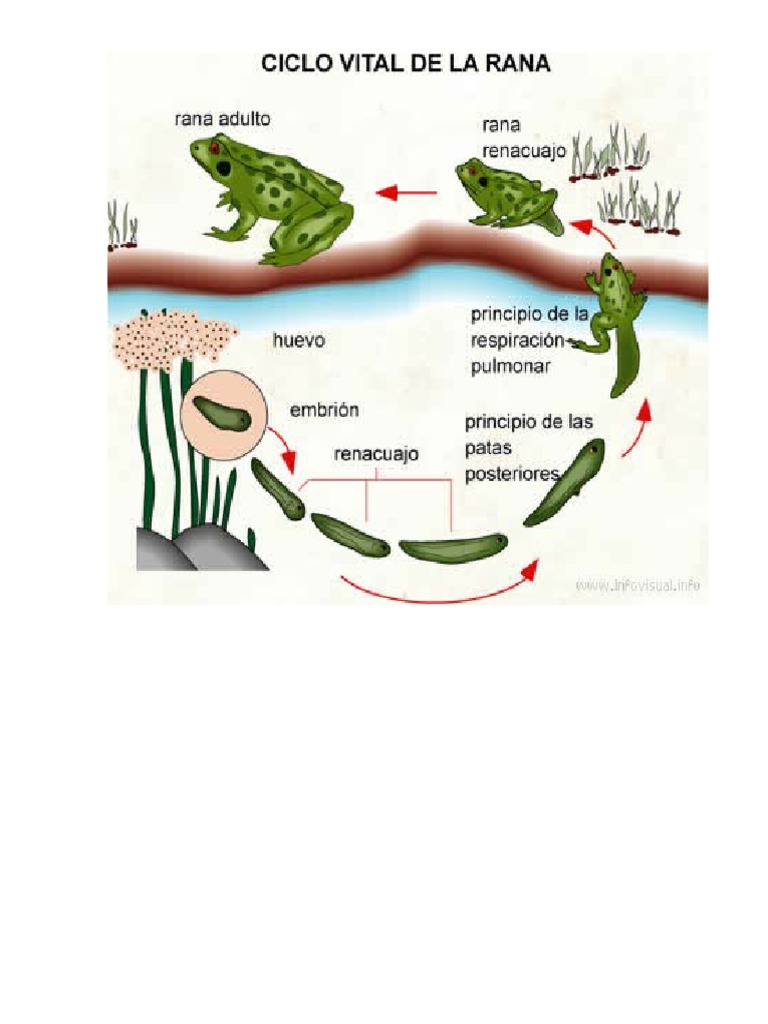 Diagrama Del Ciclo De Vida De La Rana
