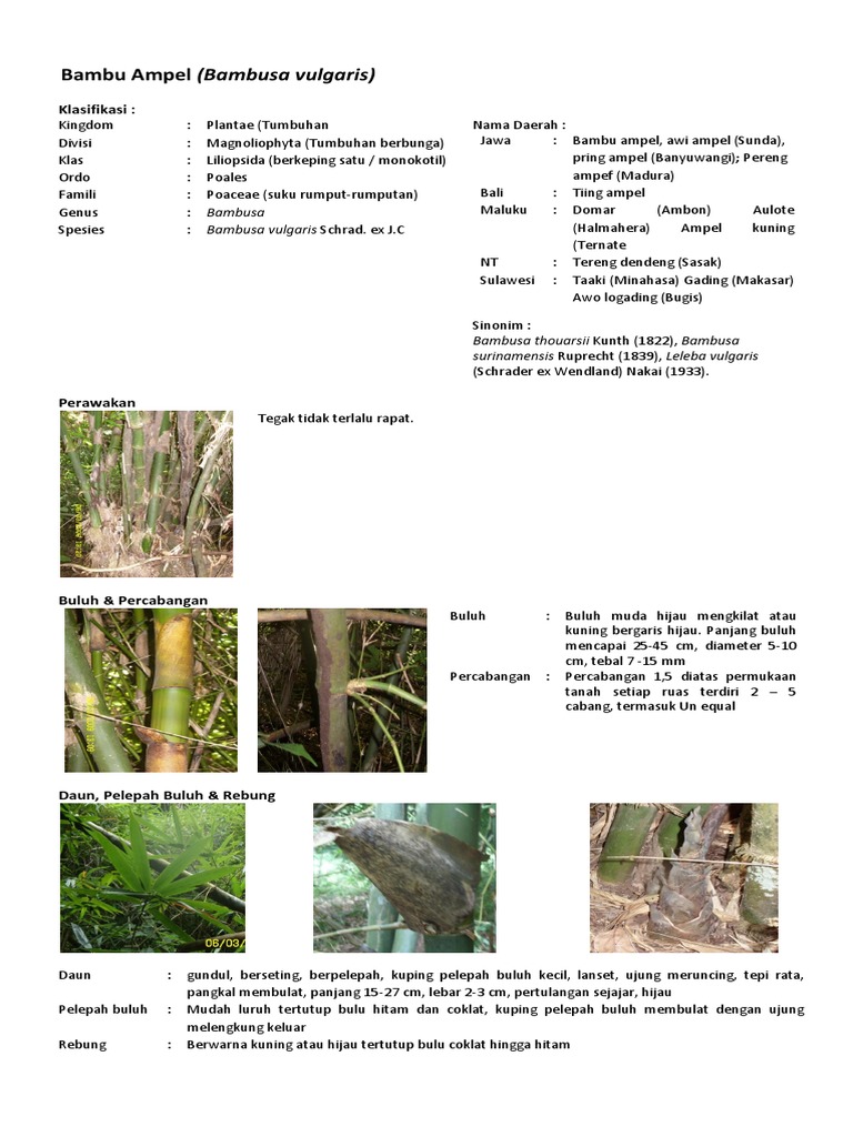Kea - Bambu - Ampel - Bambusa - Vulgaris (Morfologi & Taksonomi) PDF | PDF