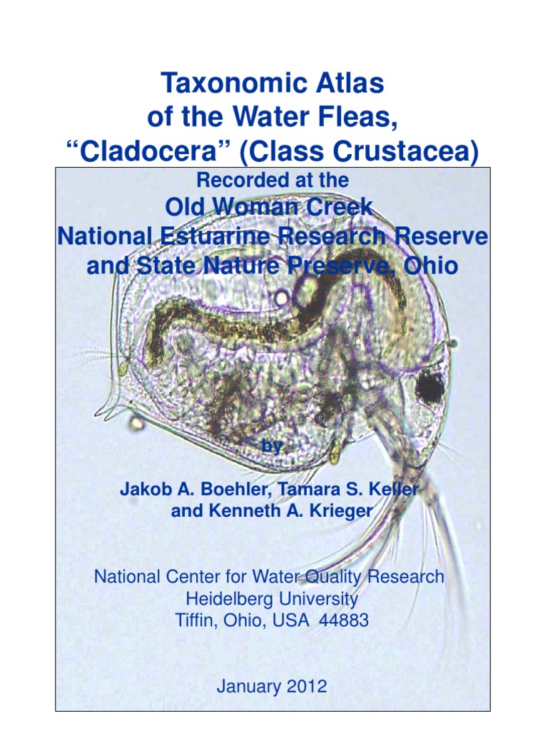 Atlas Taxonomi Cladocera | PDF | Anatomical Terms Of Location | Bivalvia