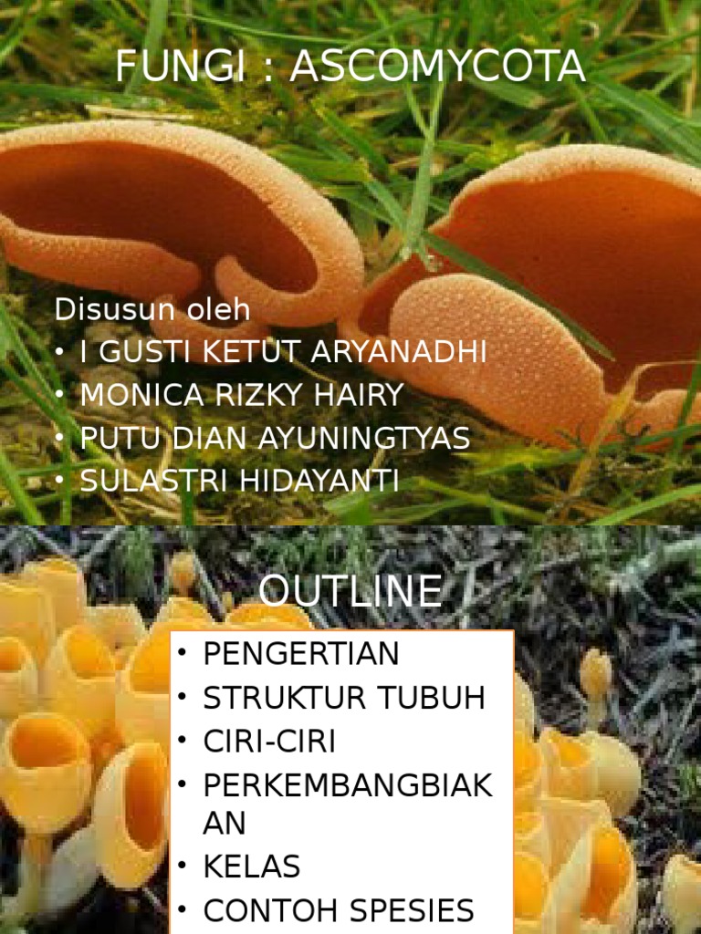 Struktur dan Contoh Jamur Ascomycota | PDF