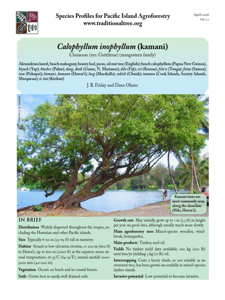 Calophyllum Inophyllum (Kamani) : Species Profiles For Pacific Island ...