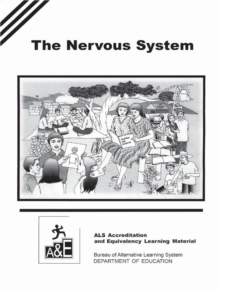 The Nervous System-Final PDF | PDF | Neuron | Central Nervous System