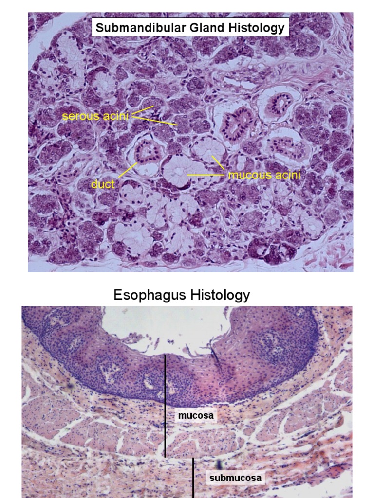 Submandibular Gland Histology: Serous Acini | PDF