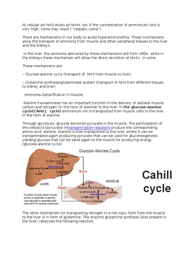 NH3 Detox, Cahill Cycle, Vit B6 and ALT Relationship | Transaminase ...