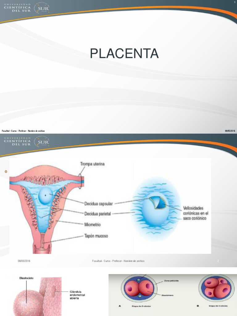 Placenta Implantation