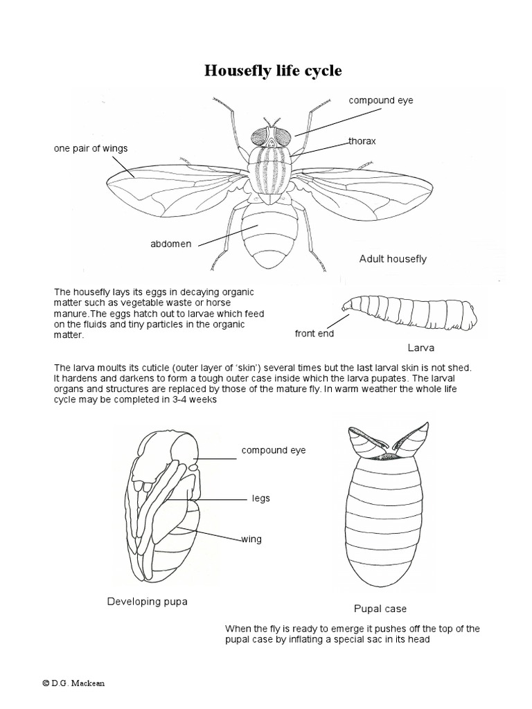 Life Cycle Of A Housefly