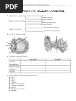 Anatomía del Camarón: Partes y Funciones | PDF | Abdomen | Testículo
