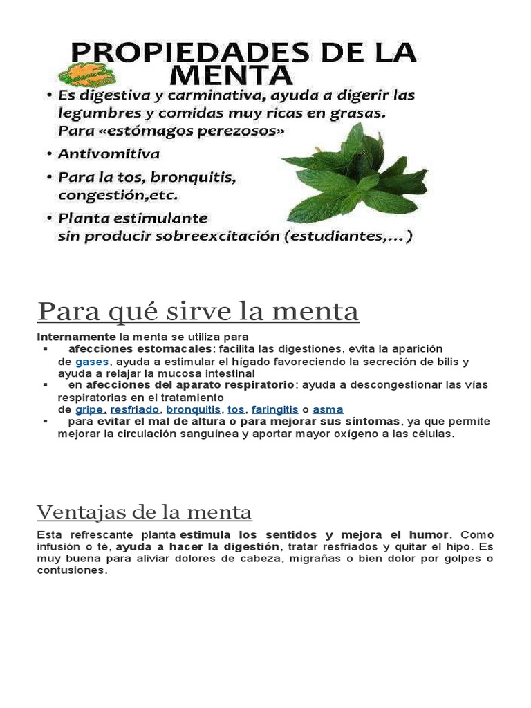 Para Qué Sirve La Menta | PDF