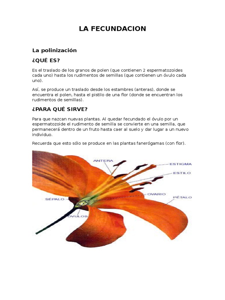 La Fecundacion | PDF | Polen | Flores