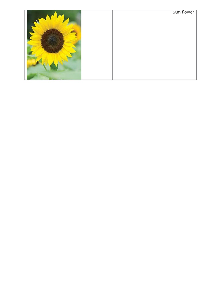 Sunflower | PDF
