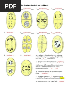 Meiosis Review Worksheet Answers
