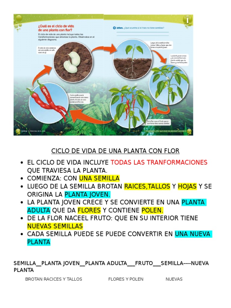 Ciclo De Vida De Las Plantas Con Flores Ciclo De Vida De Las