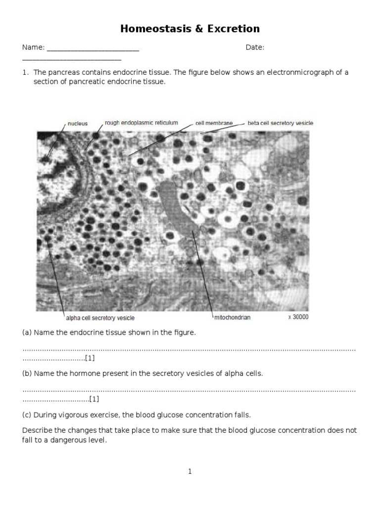 Cape 2 Biology - Homeostasis &excretion | PDF | Homeostasis | Kidney
