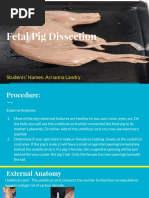 Fetal Pig Dissection Terms | PDF | Abdomen | Human Anatomy