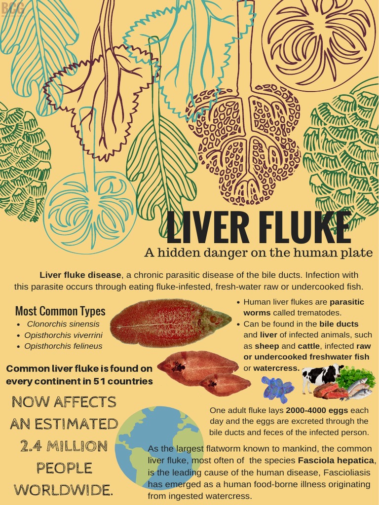 Anatomy Liver Fluke | PDF | Liver | Microbiology