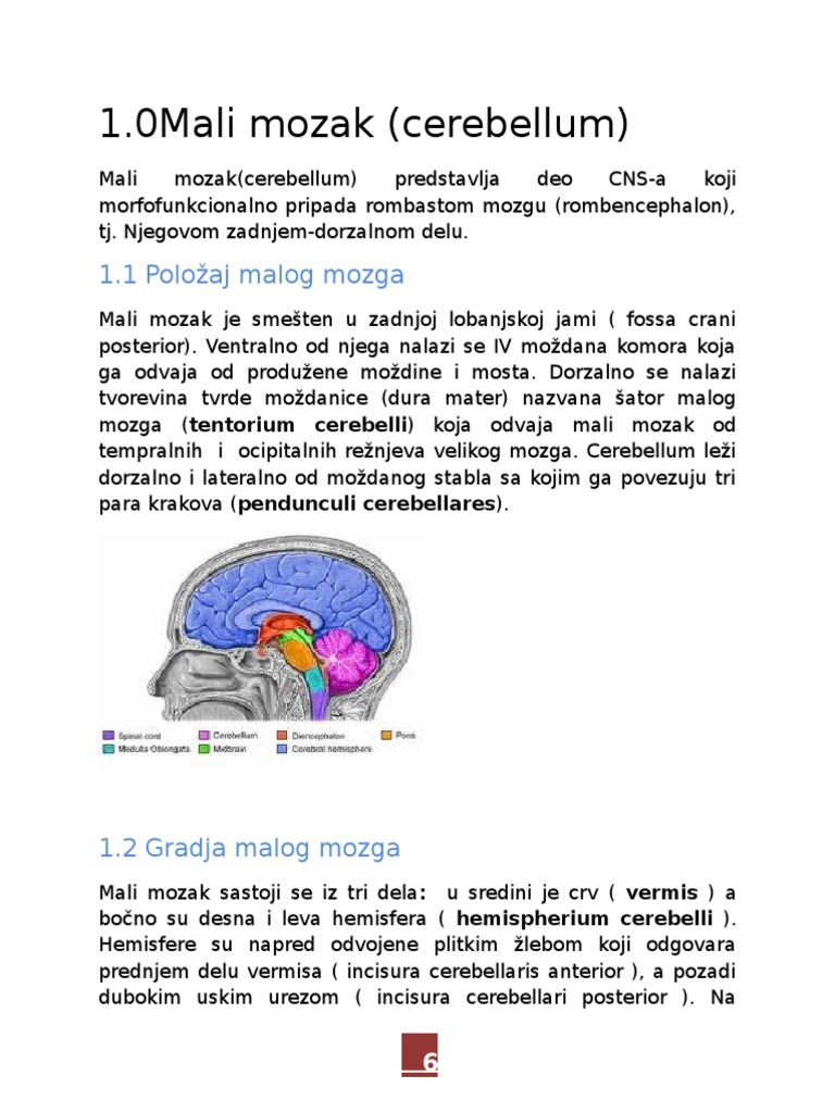 Seminar Mali Mozak | PDF
