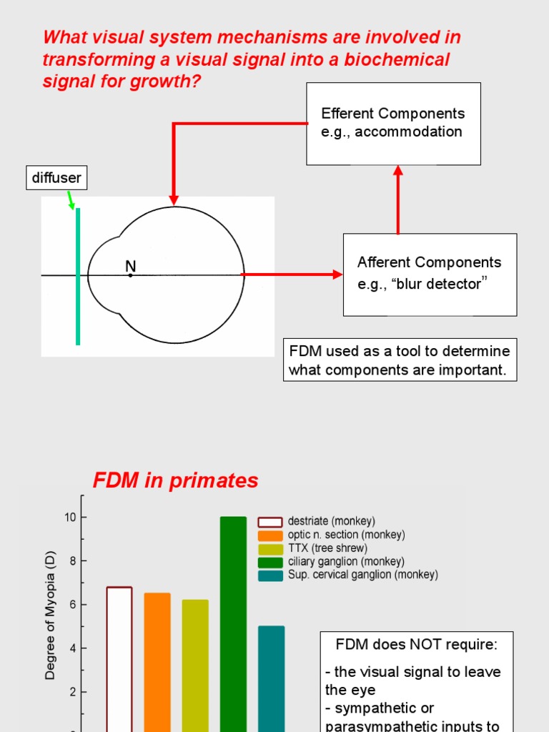 Understanding Emmetropization Mechanisms | PDF | Acetylcholine | Senses
