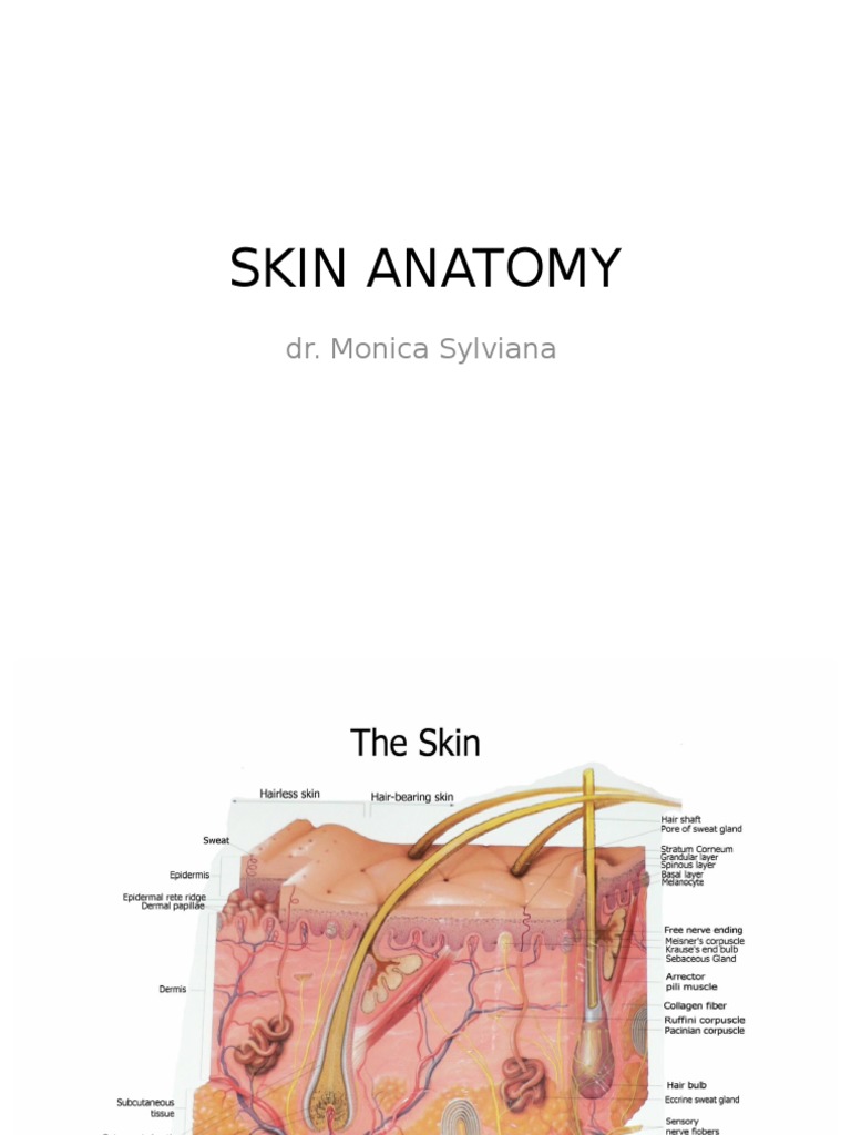 Skin Anatomy Ppt | Skin | Epidermis