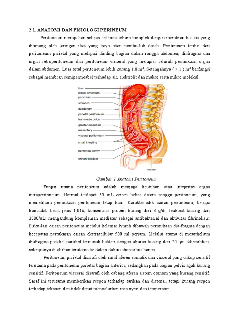 Anatomi Dan Fisiologi Peritoneum | PDF