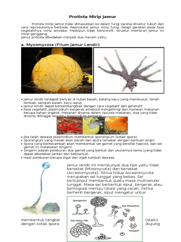 Struktur dan Reproduksi Protista Mirip Jamur | PDF