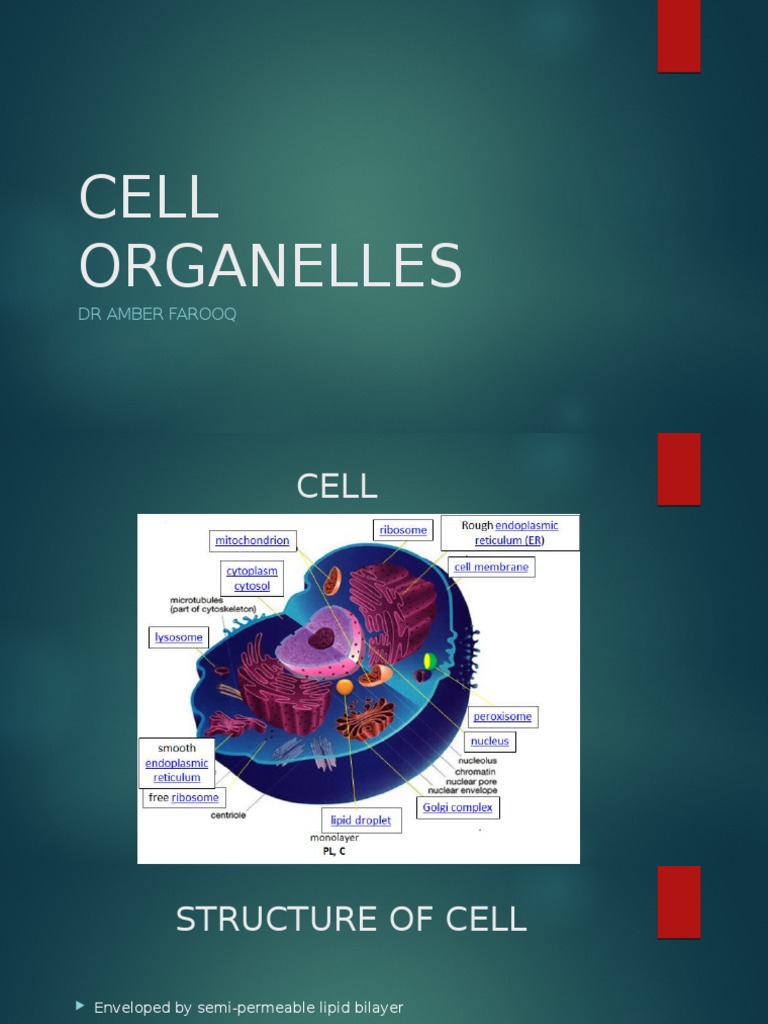 Cell Organelles: DR Amber Farooq | PDF