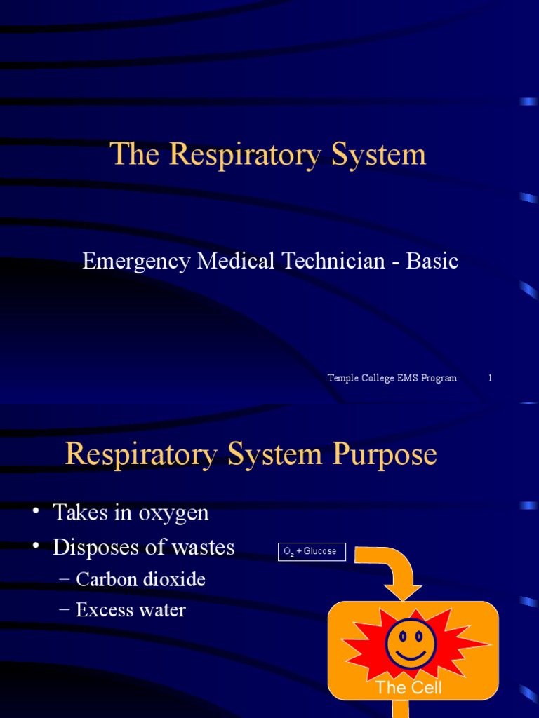 An Overview of the Respiratory System: Anatomy, Physiology ...