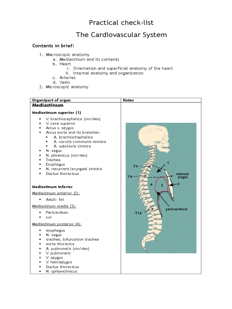 Practical Checklist PD CVS Only | PDF | Heart Valve | Atrium (Heart)
