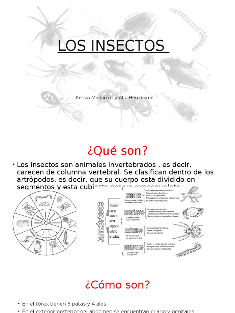 Los Insectos | PDF | Ciencia y matemáticas