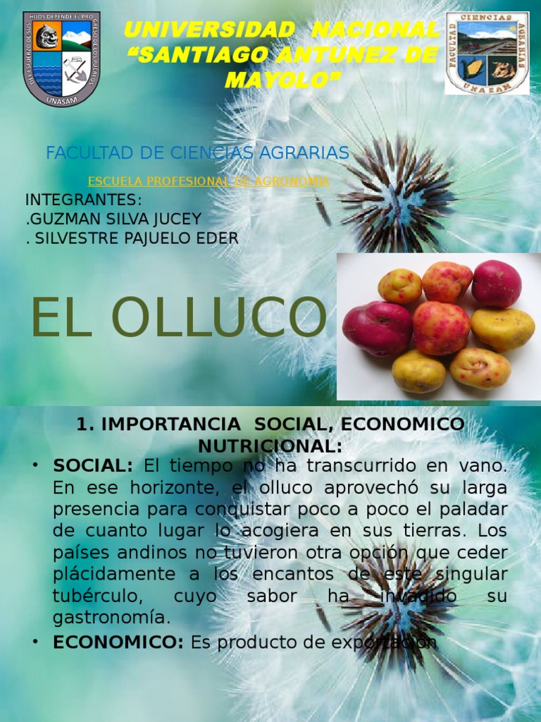 El Olluco PPT - pptx333 | PDF | Comida y bebida | Alimentos