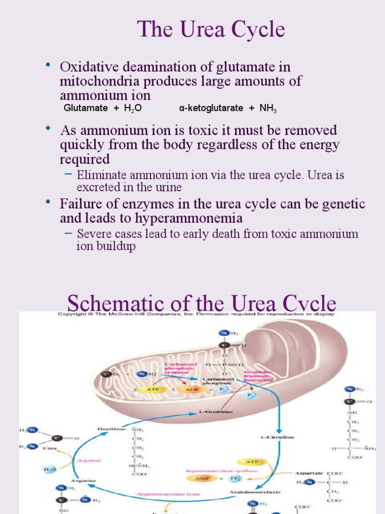 The Urea Cycle: Eliminate Ammonium Ion Via The Urea Cycle. Urea Is ...