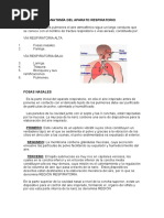 Anatomia de Via Aerea Inferior | PDF | Pulmón | Anatomía