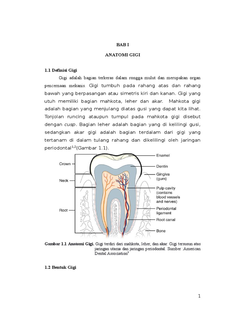 Anatomi Gigi dan Fungsinya | PDF