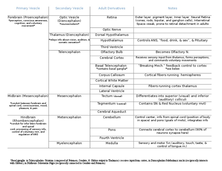 Primary Vesicle Secondary Vesicle Adult Derivatives Notes | PDF ...