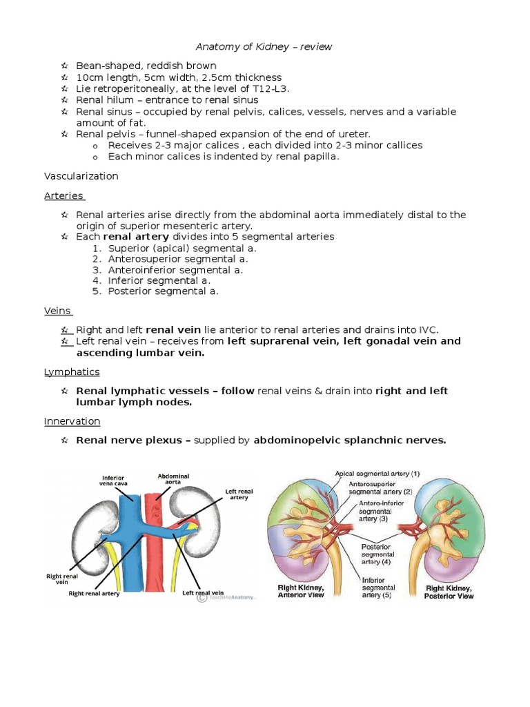 Anatomy of Kidney | PDF | Kidney | Headache