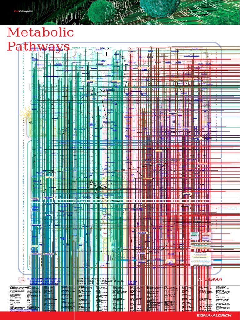 Metabolic Pathways Poster | PDF