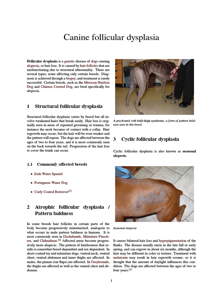Canine Follicular Dysplasia | Animal Breeding | Animal Breeds