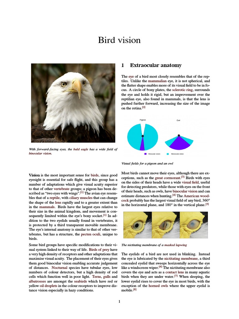 Bird Vision | PDF | Eye | Retina