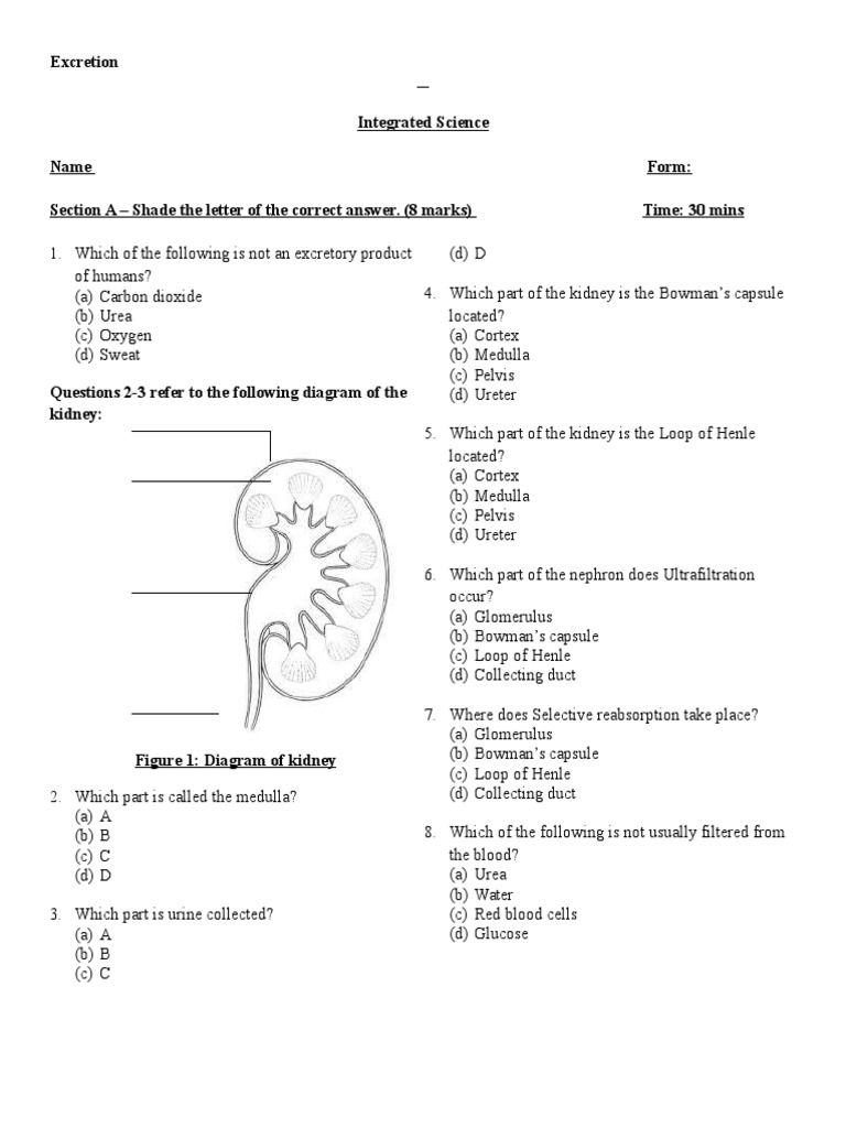 Excretion and Kidney Function Quiz | PDF | Kidney | Genitourinary System