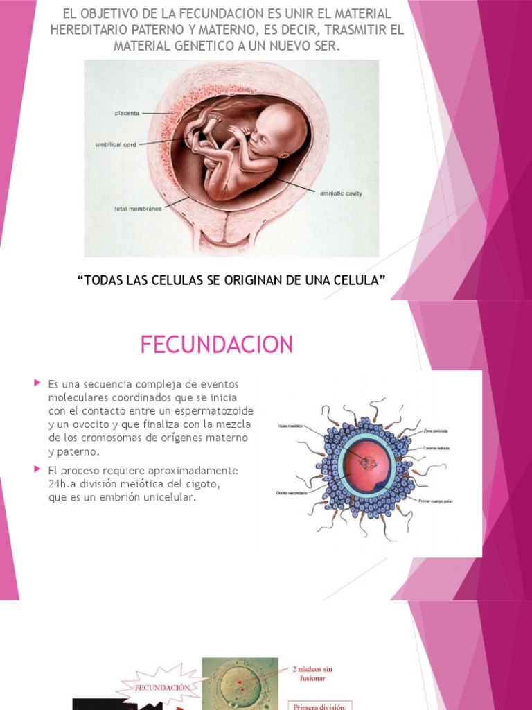 Trabajo de Fecundacion PDF | PDF