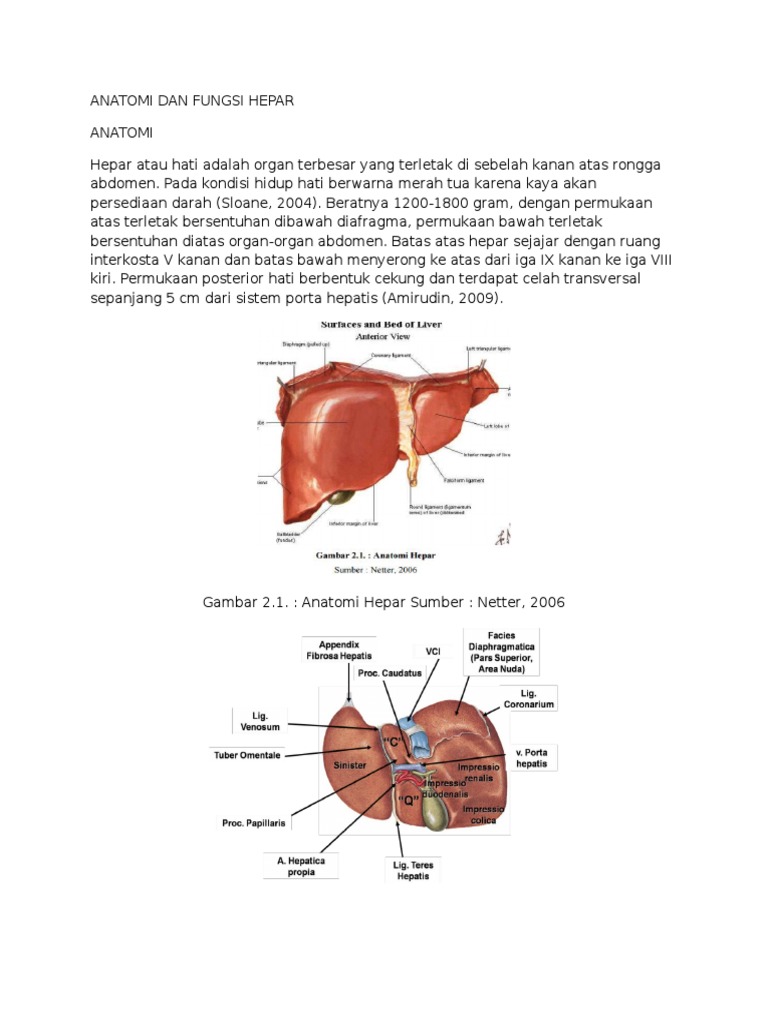 Anatomi Dan Fungsi Hepar | PDF | Perjalanan | Sains & Matematika