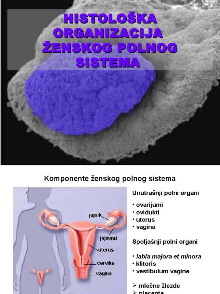 Zenski Polni Sistem 2014 15 | PDF
