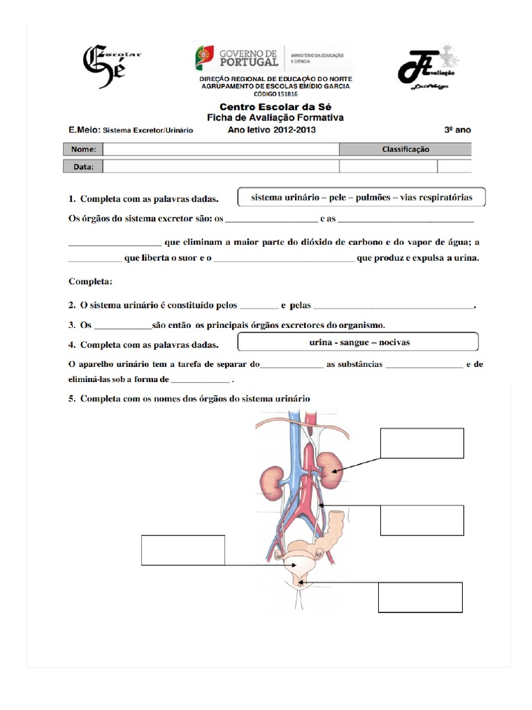 005 Sistema Excretor | PDF