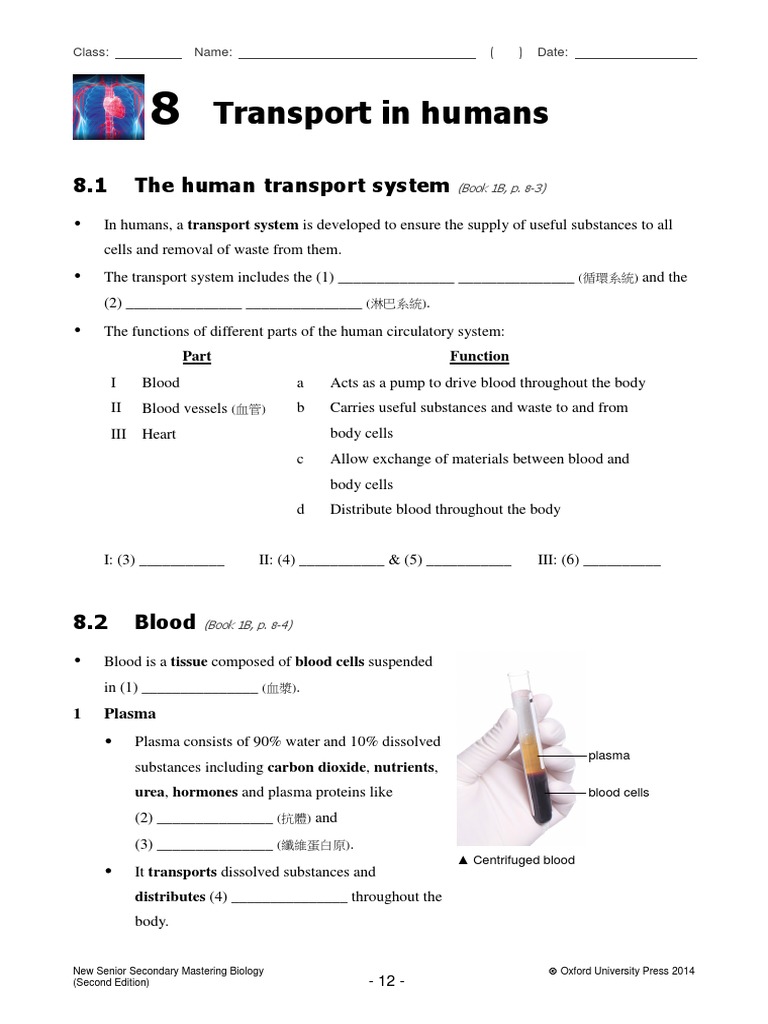 Transport in Humans: 8.1 The Human Transport System | PDF | Heart Valve ...