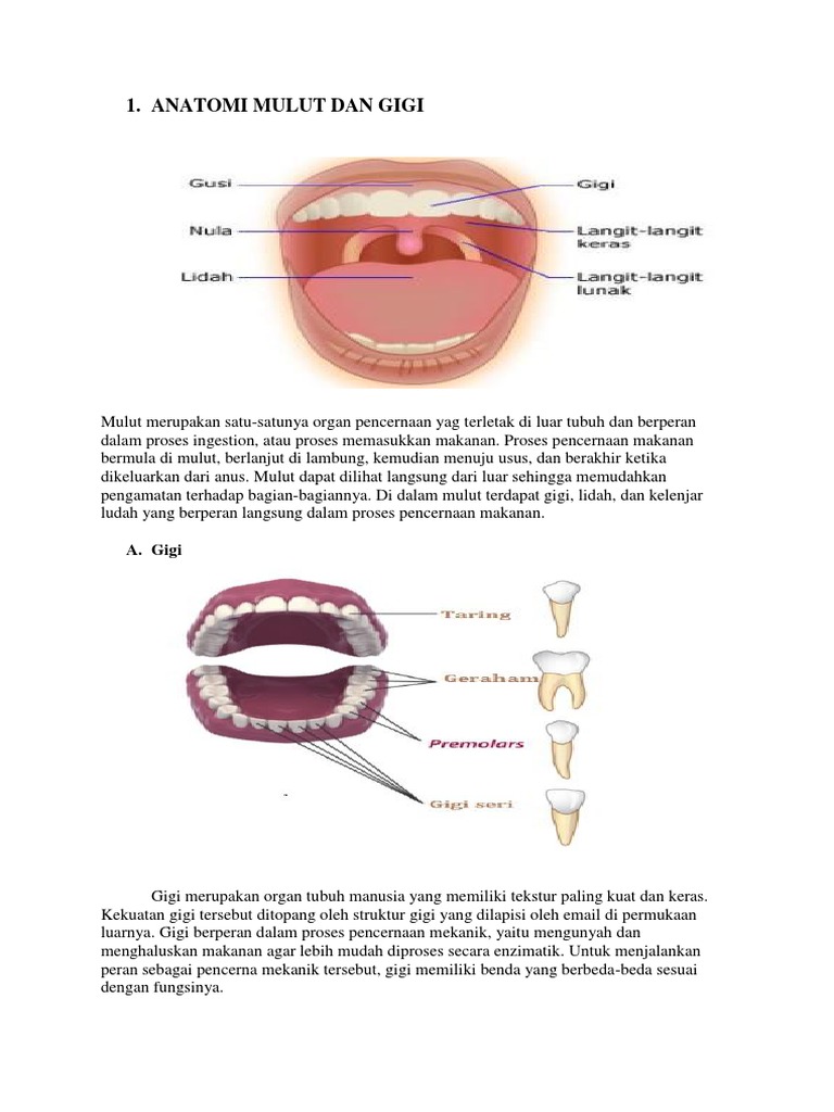 Anatomi Mulut Dan Gigi | PDF
