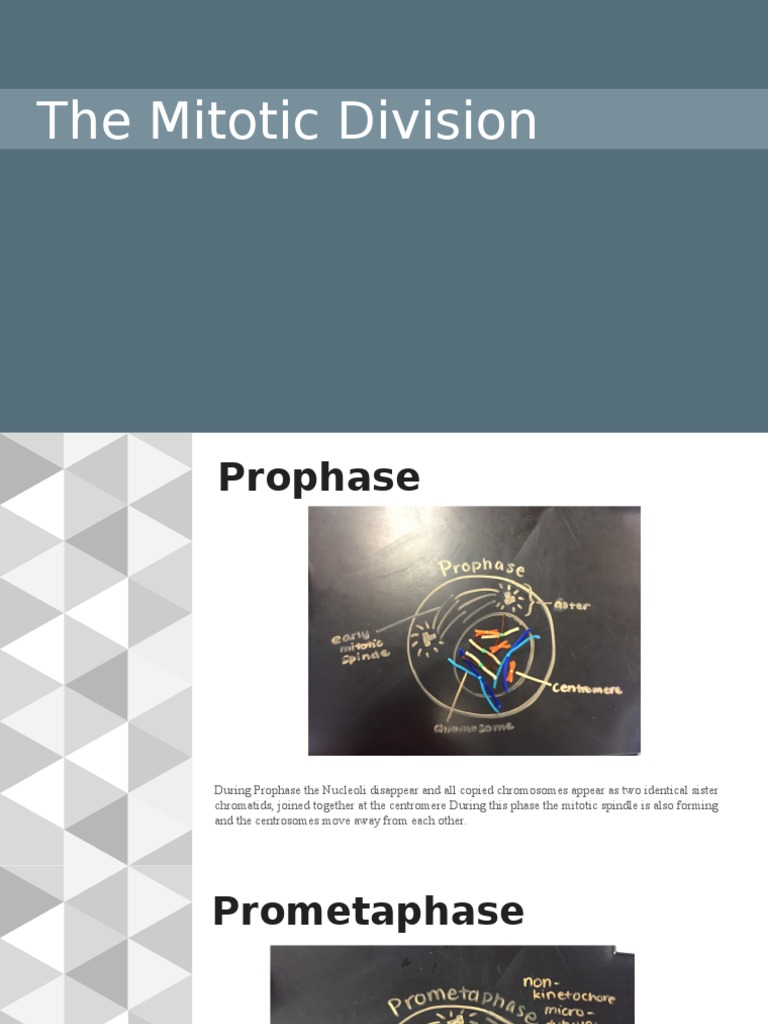 Stages of Mitotic Division Explained | PDF | Social Science | Philosophy