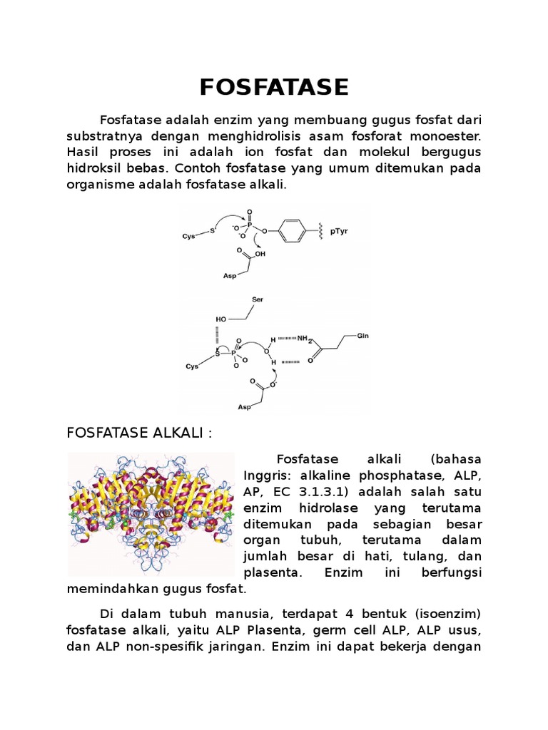FOSFATASE | PDF | Kesehatan Holistik
