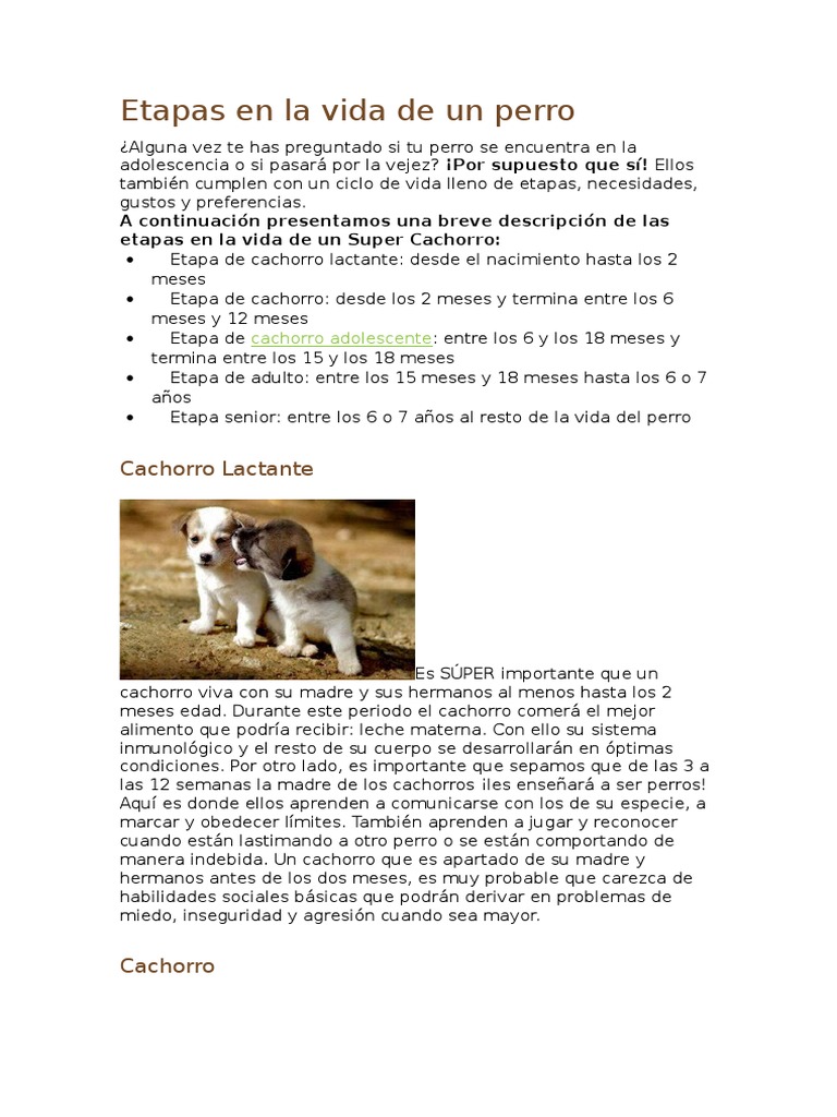 Etapas en La Vida de Un Perro | PDF | Adultos | Adolescencia